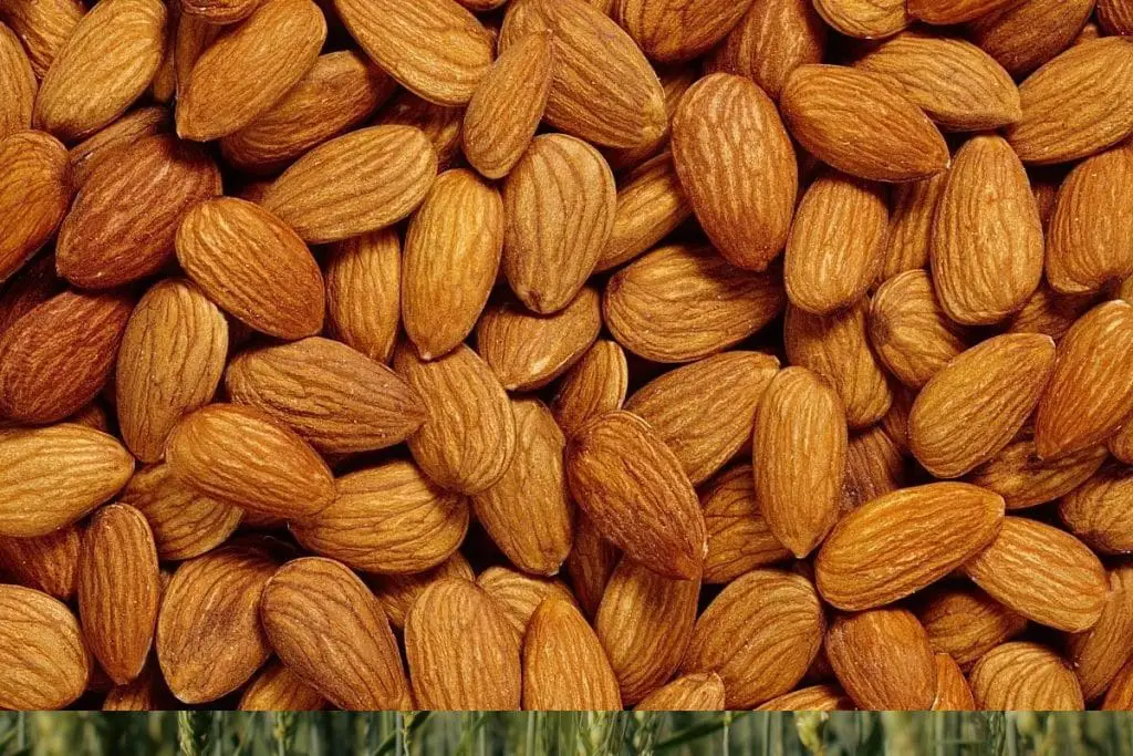 Almendra ¿Que es? Origen, Beneficios, Tipos, Valor Nutricional y más.