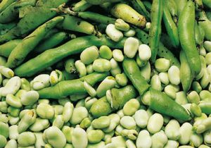 Habas ¿Que son? Origen, Beneficios, Tipos, Valor Nutricional y más.