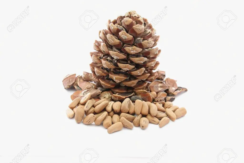 Piñones ¿Que es? Origen, Beneficios, Tipos, Valor Nutricional y más.