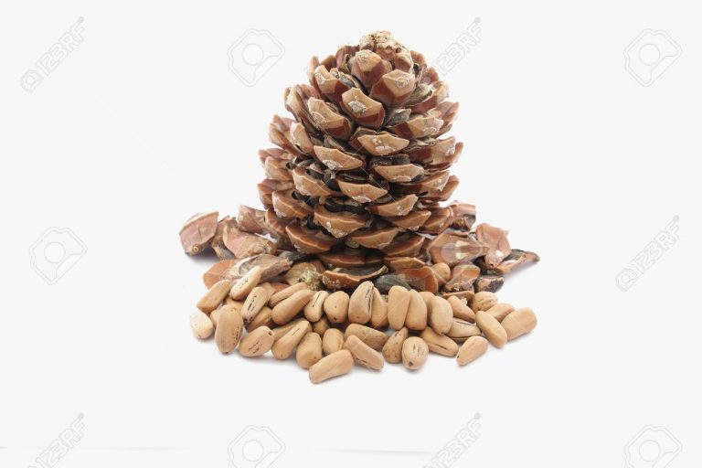 Piñones ¿Que es? Origen, Beneficios, Tipos, Valor Nutricional y más.