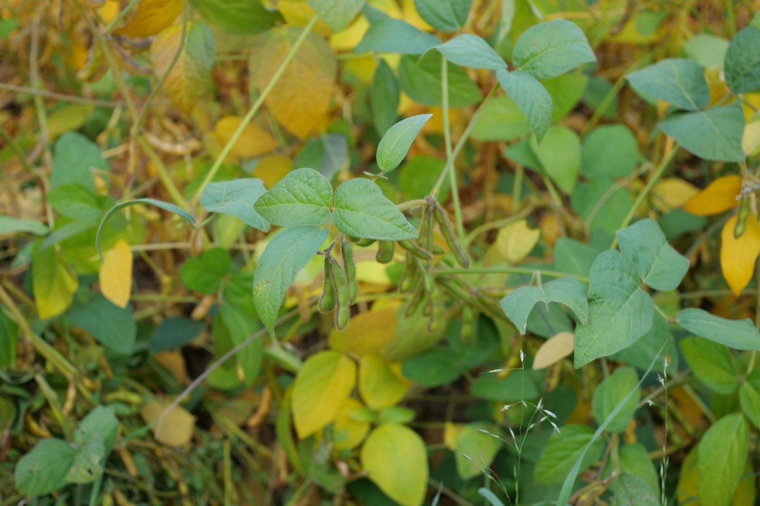 La Soja ¿Que es? Origen, Beneficios, Tipos, Valor Nutricional y más.