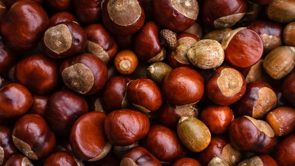 Las Castañas ¿Que es? Origen, Beneficios, Tipos, Valor Nutricional y más.