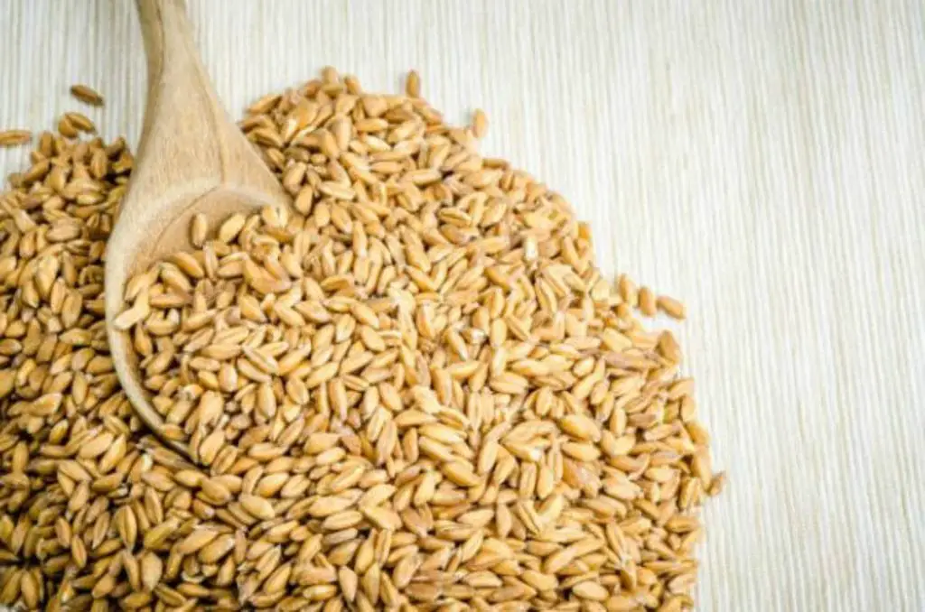 Espelta ¿Que es? Origen, Beneficios, Tipos, Valor Nutricional y más.