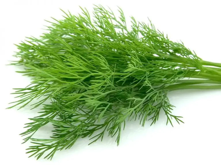 Hinojo ¿Que es? Origen, Beneficios, Tipos, Valor Nutricional y más.