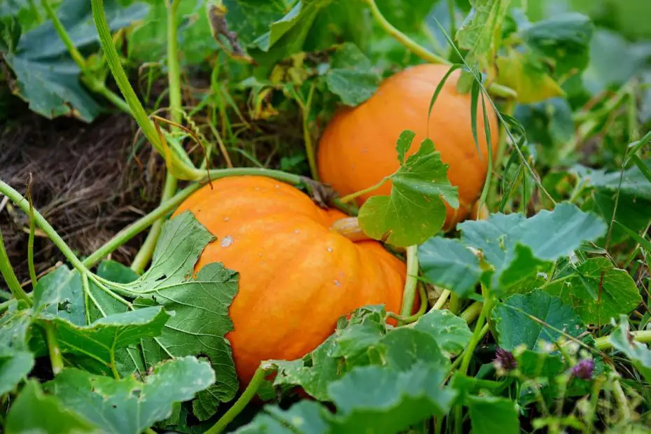 Calabaza ¿Que es? Origen, Beneficios, Tipos, Valor Nutricional y más.