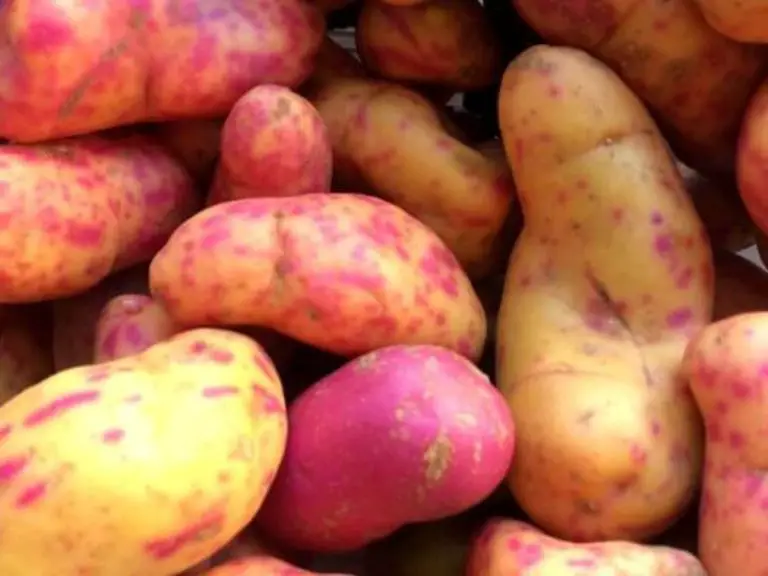 Olluco ¿Cuántas calorías tienen? Beneficios, Propiedades y más.