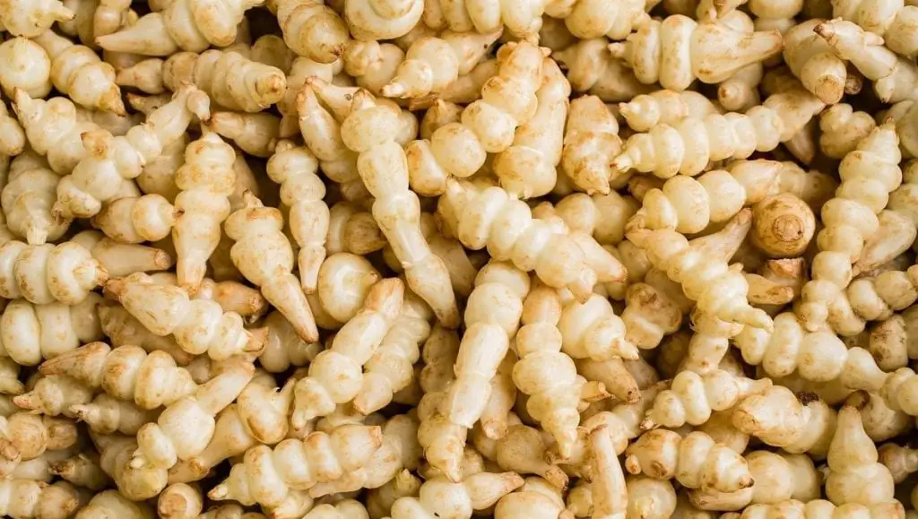 Achira ¿Qué es? ¿Para qué sirve? Origen, Beneficios y más.