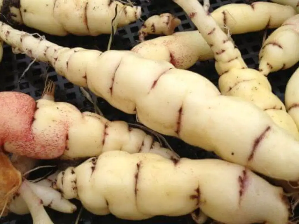 Cubio ¿Qué es? Origen, Beneficios, Tipos, Valor Nutricional y más.