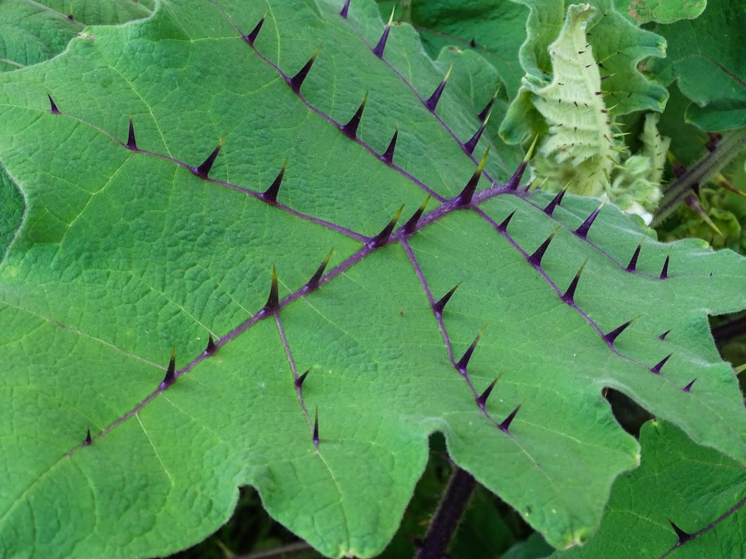 Lulo ¿Que es? ¿Cual es su sabor? Origen, Beneficios, Tipos y más.