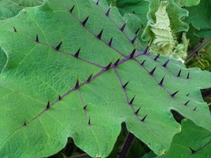 Lulo ¿Que es? ¿Cual es su sabor? Origen, Beneficios, Tipos y más.