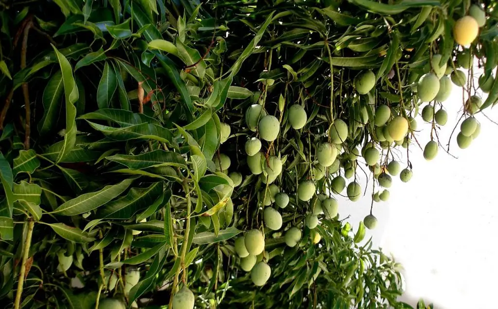 Mango ¿Qué es? Origen, Beneficios, Tipos, Vitaminas y más.