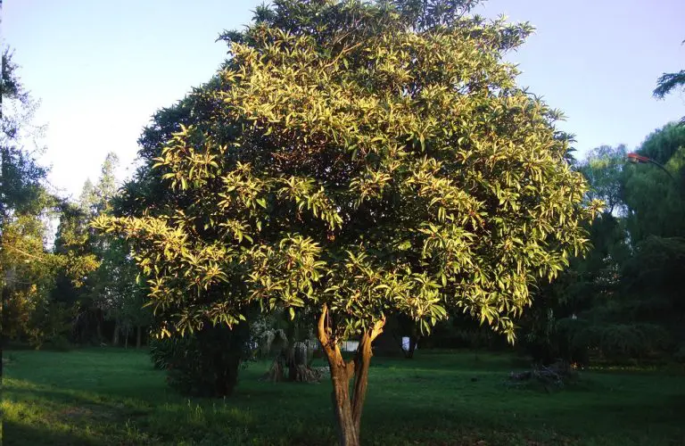 Higo ¿Que es? Origen, Beneficios, Tipos, Valor Nutricional y más.