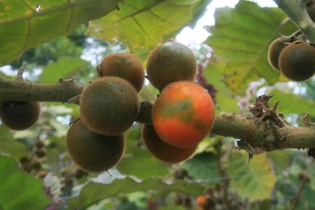 Lulo ¿Que es? ¿Cual es su sabor? Origen, Beneficios, Tipos y más.