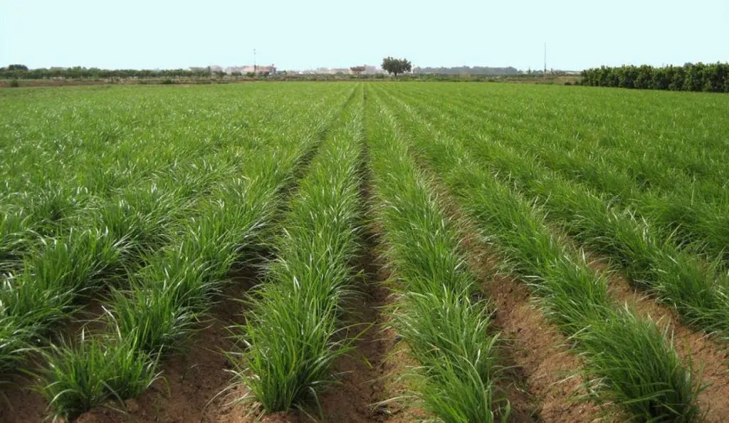 Chufa ¿Qué es? ¿Para qué sirve? Tipos, beneficios y más.