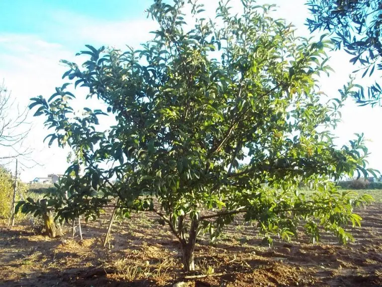 Guayaba ¿Qué es? Origen, Beneficios, Tipos, Valor Nutricional y más.