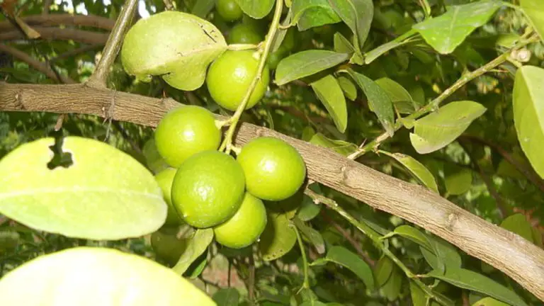 Lima ¿Qué es? ¿Para qué sirve? Tipos, Beneficios, Sabor y más.