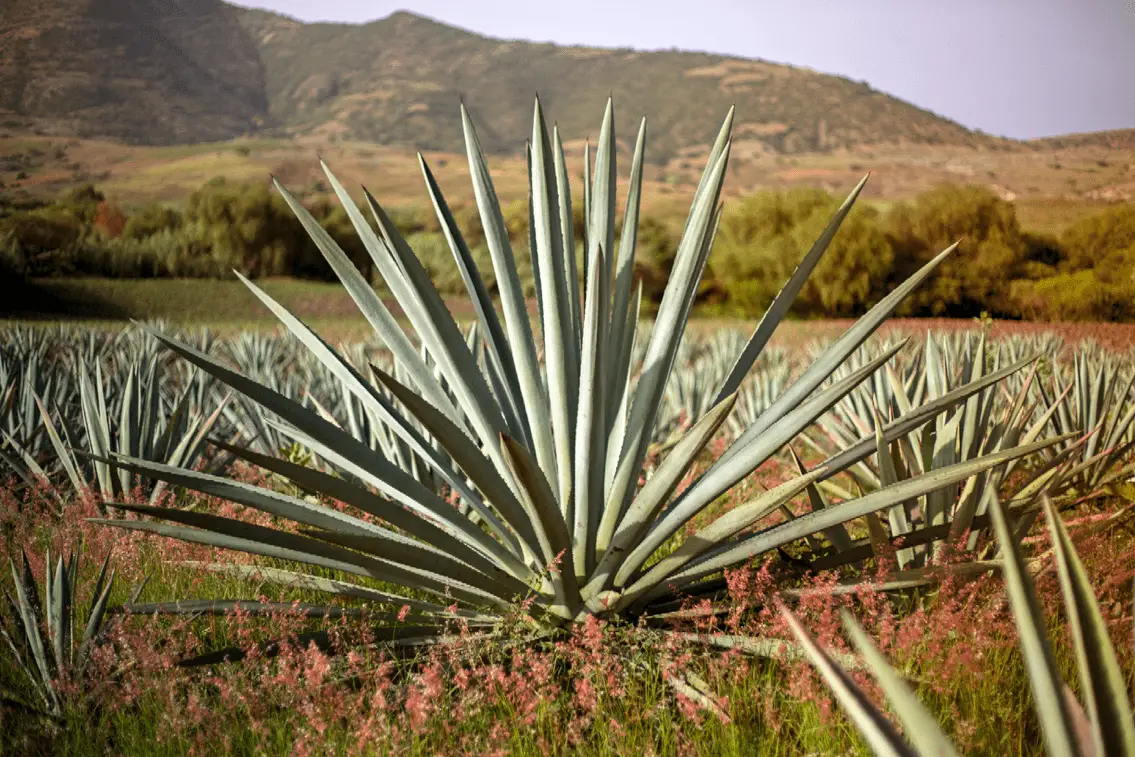 Jugo de maguey ¡Beneficios y propiedades! - Bebida medicinal