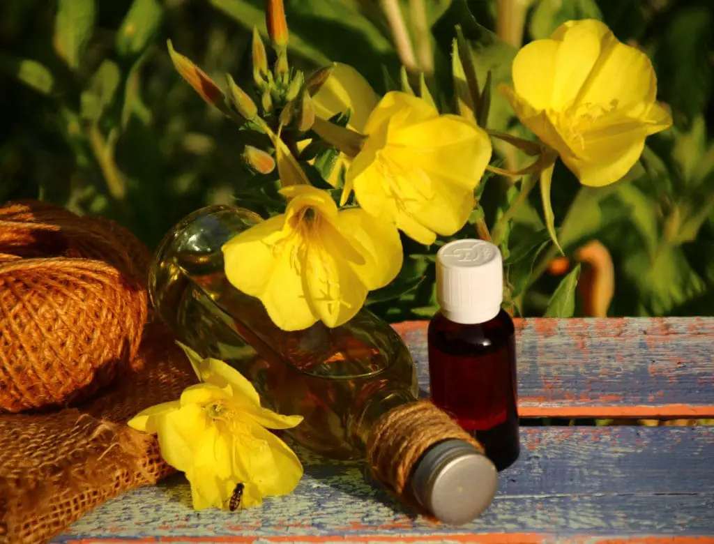 Aceite de onagra ¡Beneficioso para las mujeres! - ¡Usos!