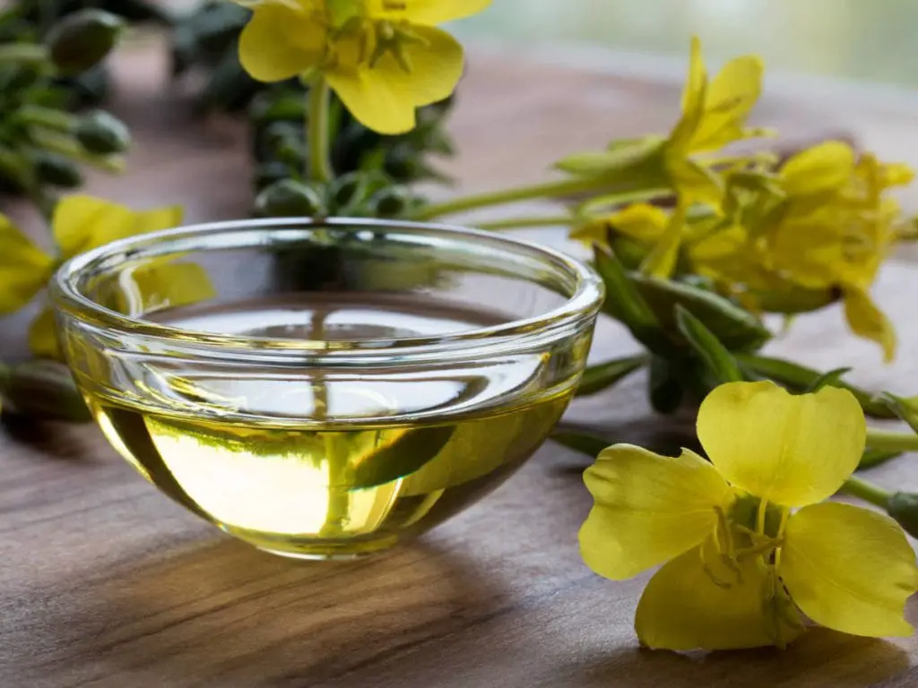 Aceite de onagra ¡Beneficioso para las mujeres! - ¡Usos!