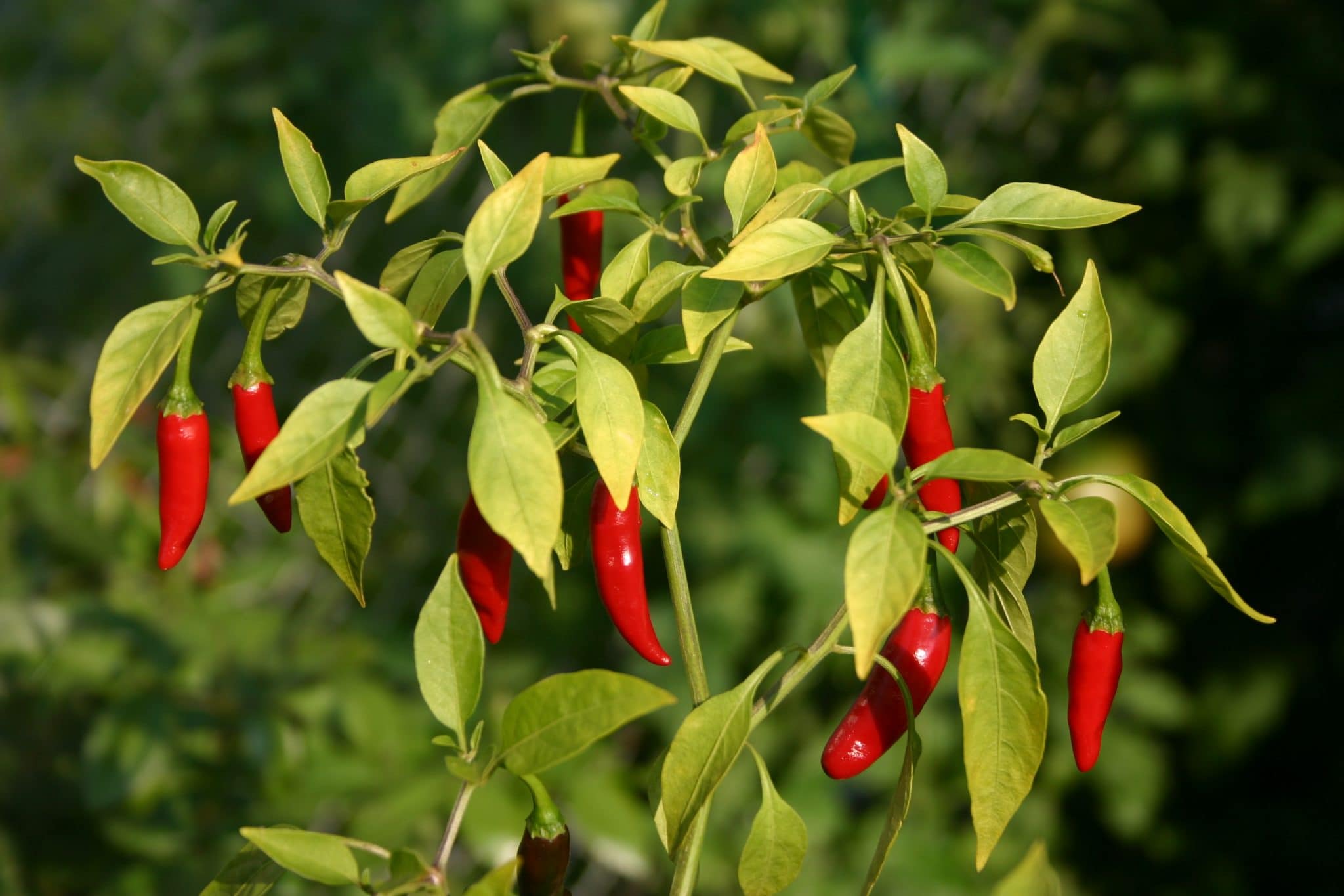 Chiles ¡Todo lo que debes saber! - (Tipos, origen y más)
