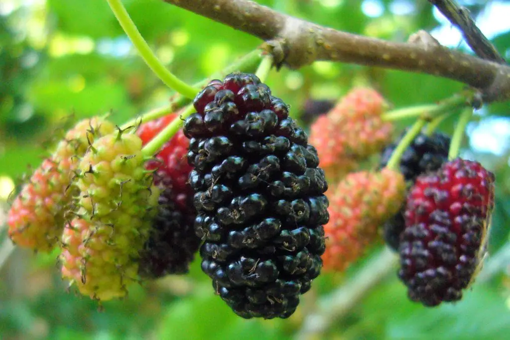 Morera (Morus alba) - ¡Aporta beneficios para la piel!