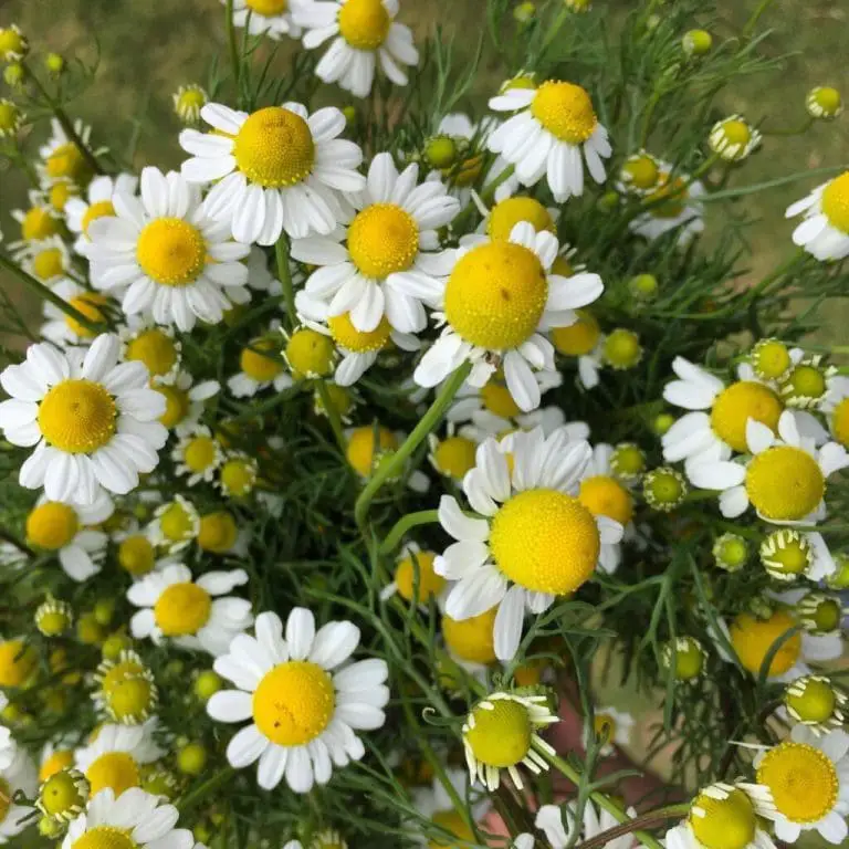Manzanilla o camomila ¡Brinda propiedades medicinales!