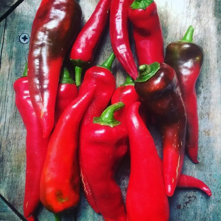 Paprika: Origen, usos y beneficios - ¡Sumamente saludable!