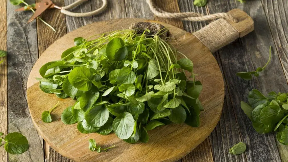 Berro ¿Qué es y para qué sirve? - (Propiedades, usos y más)