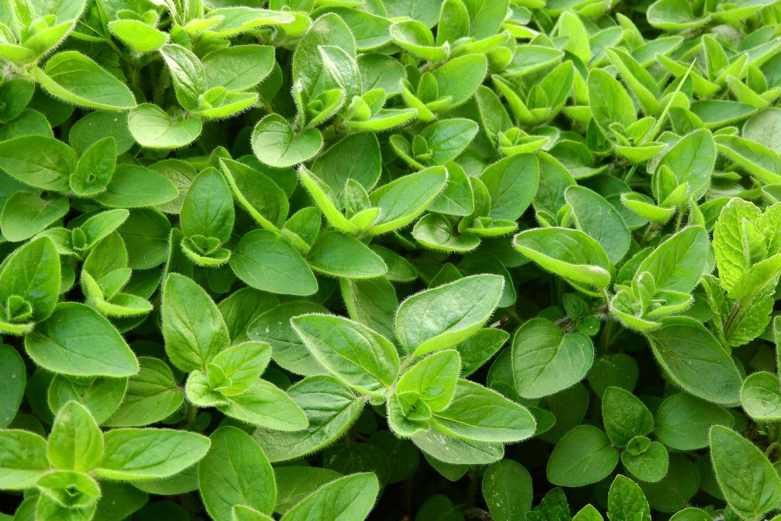 Mejorana (Origanum majorana) ¿Para qué sirve? - (Beneficios)