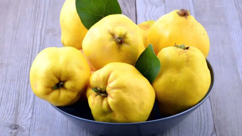 Membrillo (Planta, beneficios, usos y más) - Rica y tropical