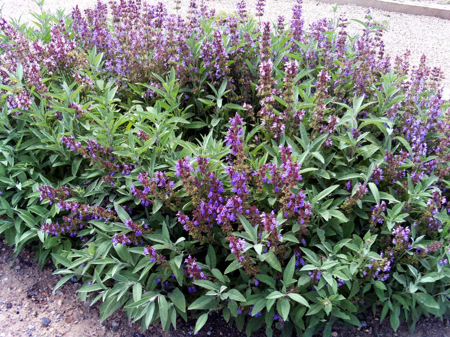 Salvia ¿Para qué sirve? - ¡Ayuda a ganar energía! Saludable Salvia ¿Para qué sirve? - ¡Ayuda a ganar energía! Saludable