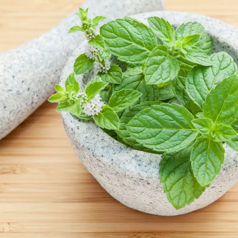 +10 Alimentos con polifenoles: El poder de los antioxidantes