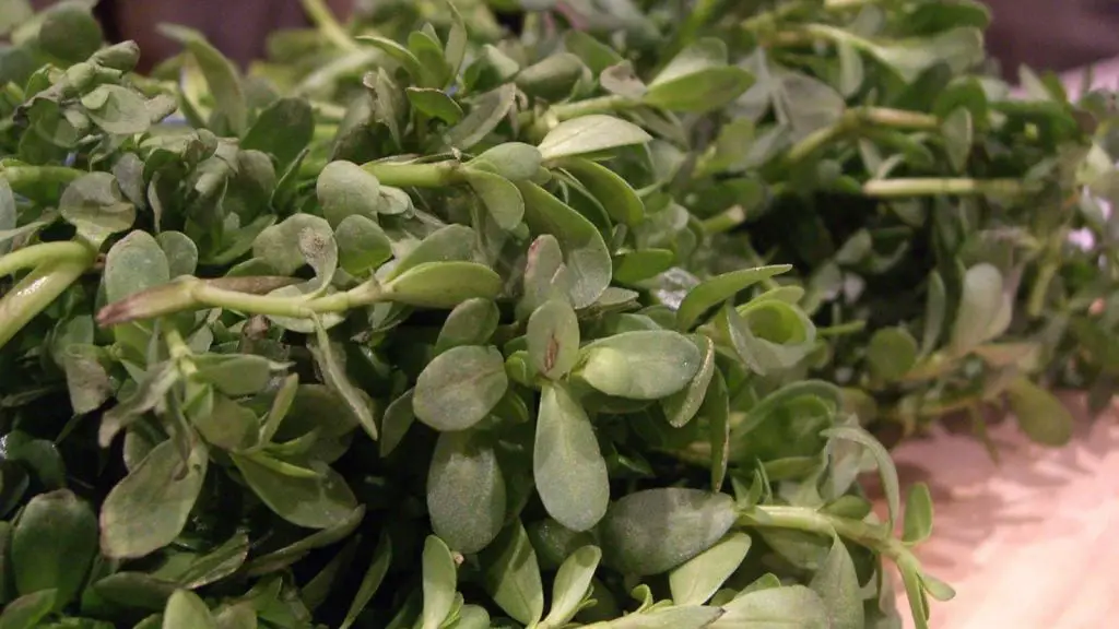 Verdolaga: beneficios y contraindicaciones - ¡Superalimento!