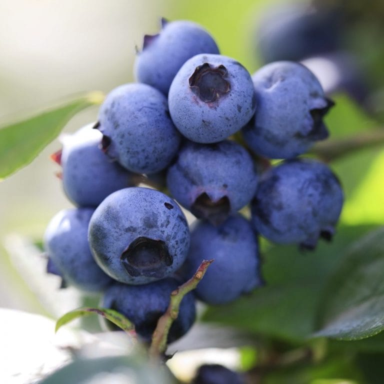 Frutas [BENEFICIOS SEGÚN SU COLOR, TIPOS, NOMBRES]