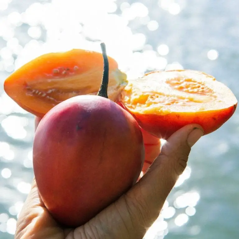 +9 Frutas RARAS ¡Que de seguro NO CONOCES! [LISTADO]