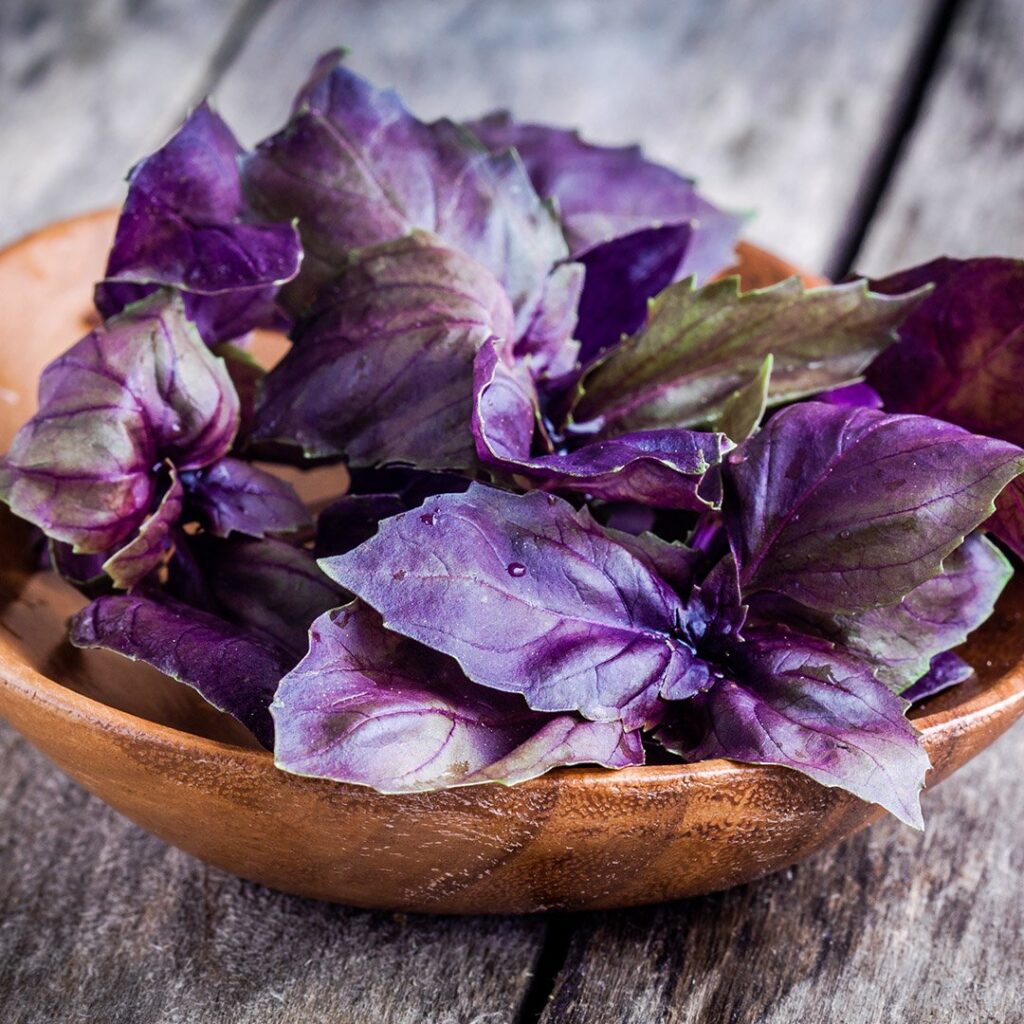 Albahaca: Deliciosa y nutritiva - (Propiedades, usos y mas)